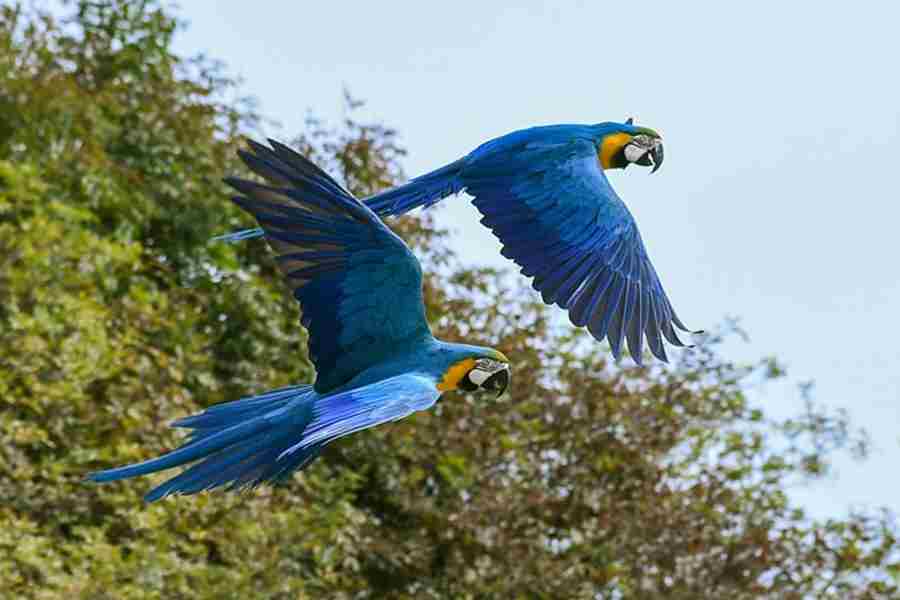 Curaçá se prepara para receber casais da espécie Ararinha Azul – Blog ...